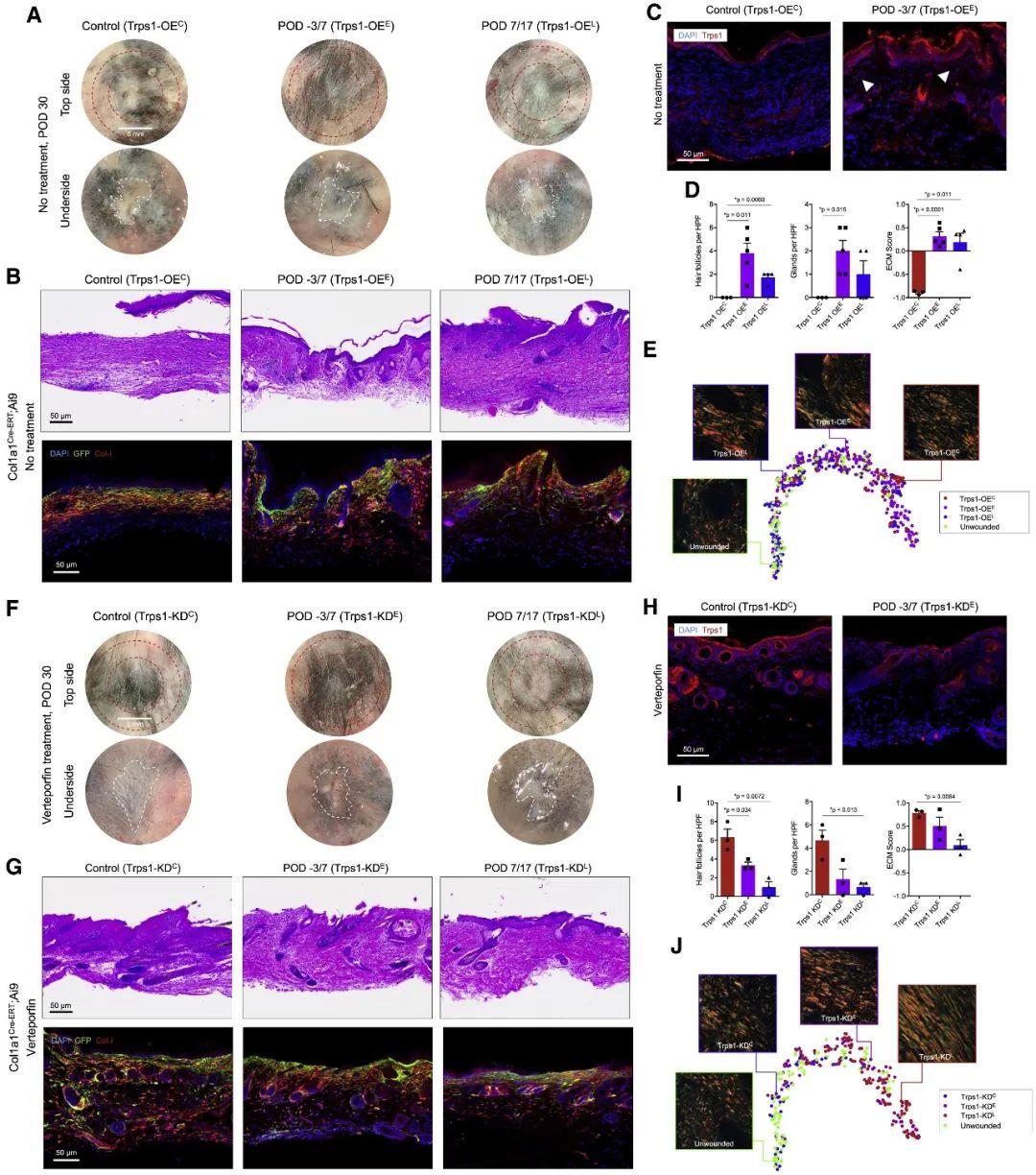 Cell Stem Cell | 4D蛋白组联合单细胞测序构建伤口再生分子图谱 - 知乎