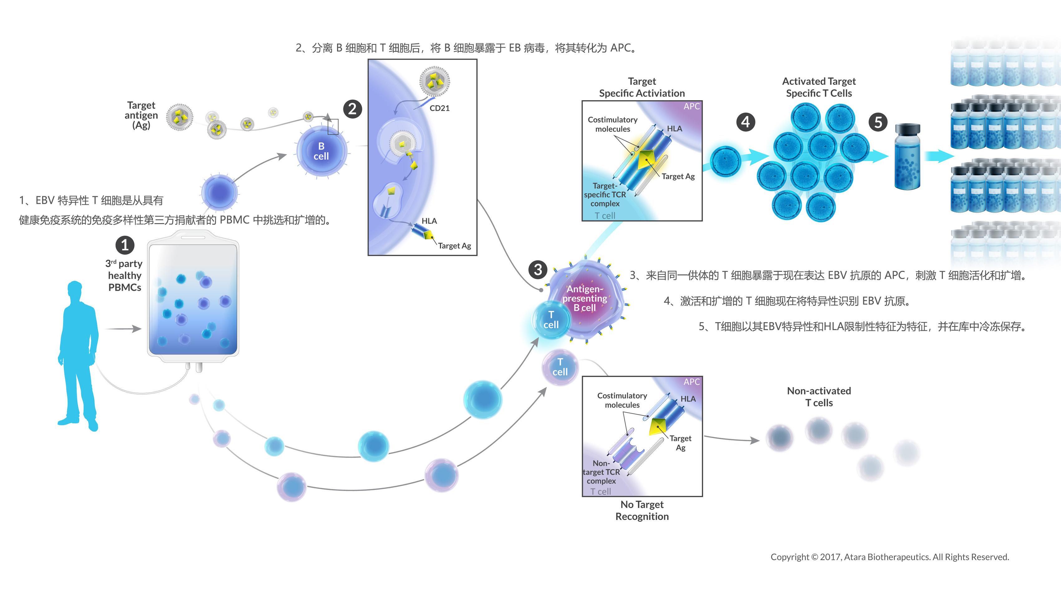 首个现成的T细胞免疫疗法！欧盟批准Ebvallo用于治疗移植后淋巴增生性疾病 - 知乎
