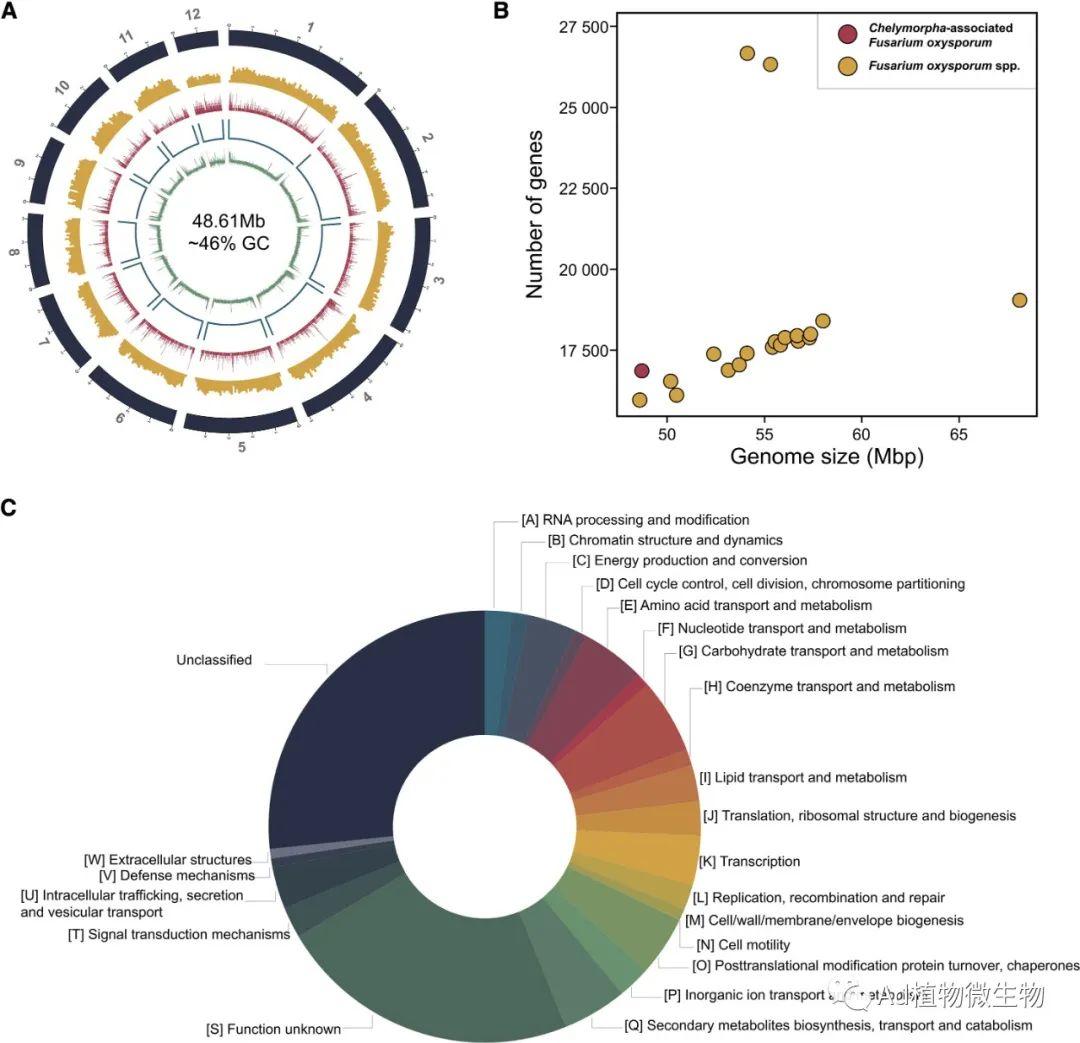 Current Biology | 研究揭示植物病原微生物和昆虫之间的新型互惠共生关系！ - 知乎