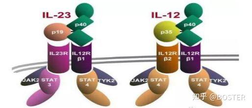 ELISA检测IL-12，选择p40还是p70? - 知乎