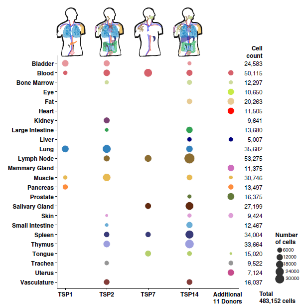 Science | Tabula Sapiens：人类多器官单细胞转录本测序图谱 - 知乎