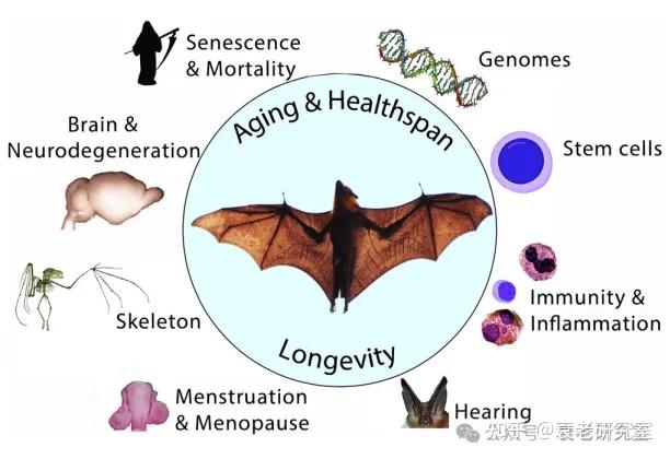 蝙蝠(Bats)作为研究长寿和衰老的启发性动物模型! - 知乎
