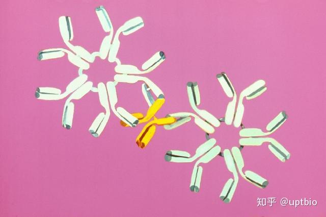 抗体如何选择，WB、IHC、ChIP抗体区别 - 知乎