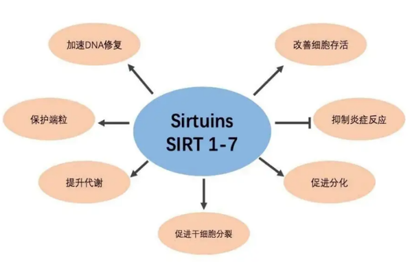 SIRT和AMPK靶点通路知识讲解 - 知乎
