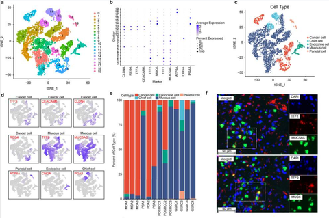 Nature Methods增强子介导基因调控网络分析利器SCENIC+ - 知乎