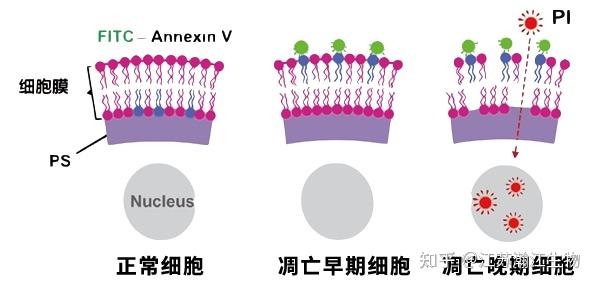 Annexin V-FITC/PI 细胞凋亡检测，一文全搞懂，科研人点进来看！ - 知乎
