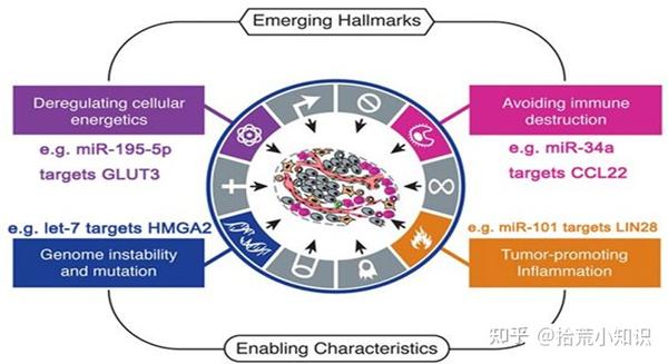 什么是microRNA？它的发现和研究进展对生物医学界有何重大意义？来一起看一看吧！ - 知乎