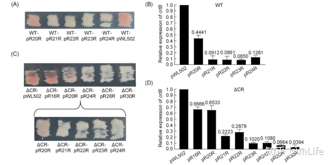 mLife专题分享 | 古菌研究 - 知乎