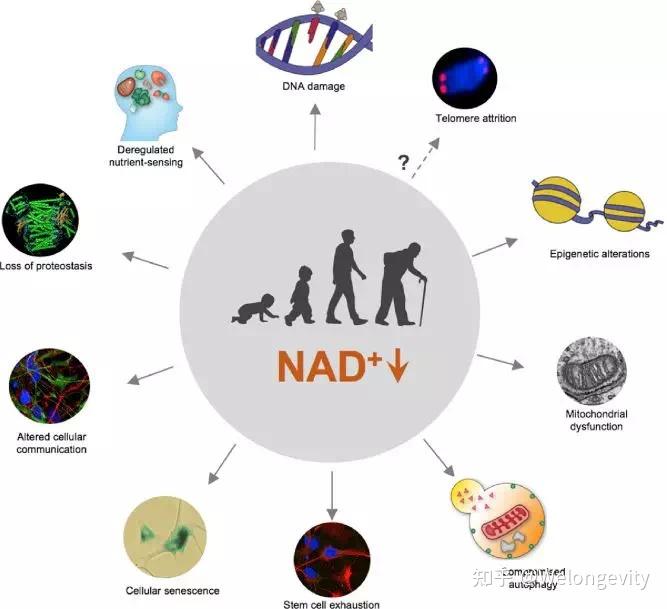 NAD是什么？一篇完整必看介绍