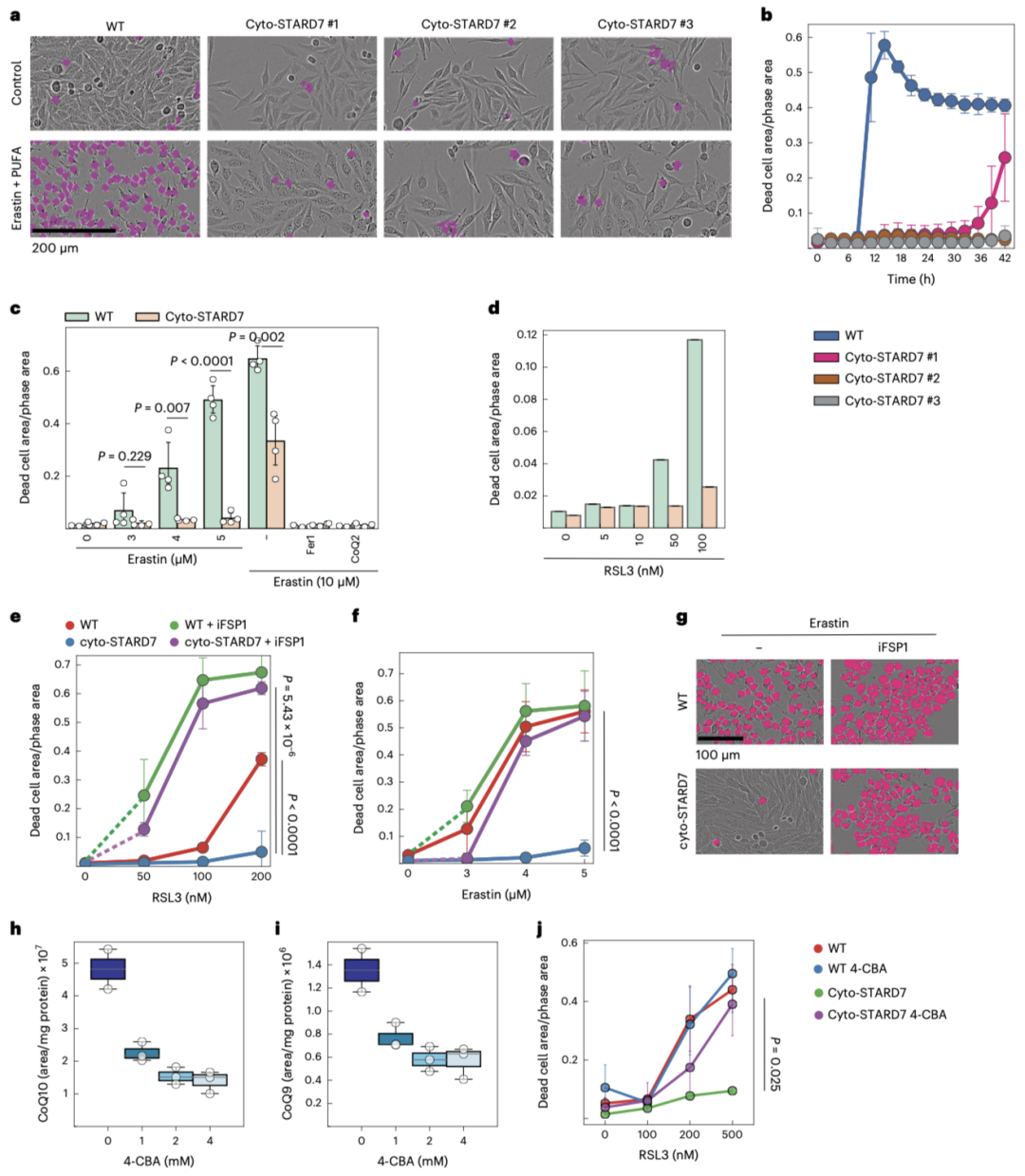 Nature Cell Biology丨线粒体通过 STARD7 调节细胞内辅酶 Q 转运和铁死亡抗性 - 知乎