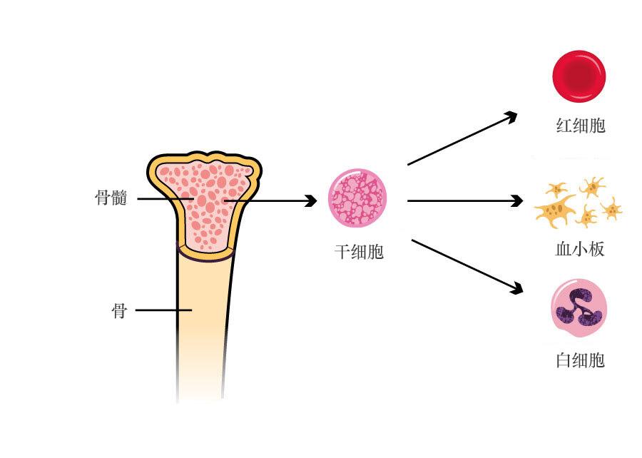帮助收集干细胞！APHEXDA获批用于多发性骨髓瘤ASCT干细胞动员 - 知乎