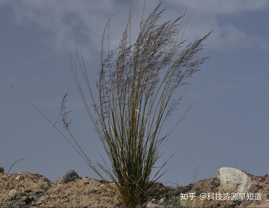 国家植物标本资源库开展新疆塔里木河流域碳氮高效和抗逆植物资源调查 - 知乎