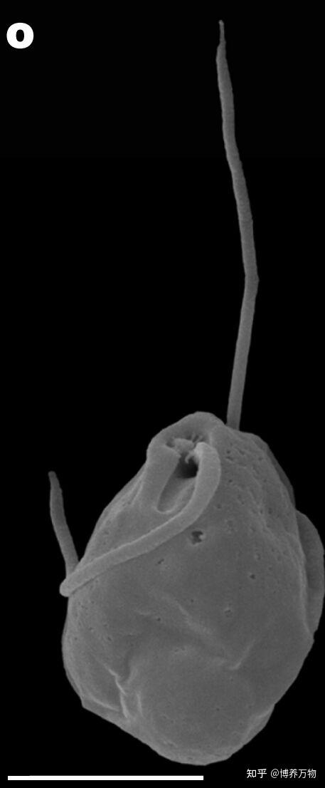 【古菌域全系列11】普罗界Promertheids:来自远古的贪婪吞噬者 - 知乎