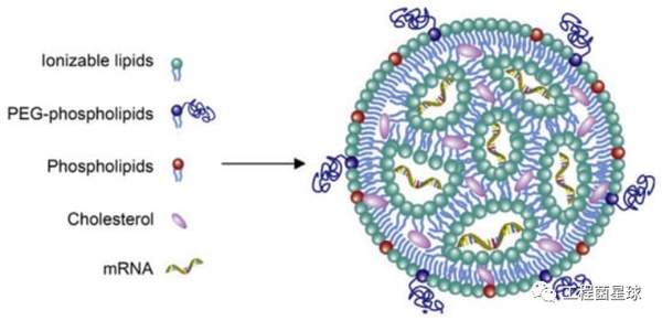 【耀文解读】LNP分析方法合集：HPLC-CAD检测mRNA-LNP脂质组分 - 知乎