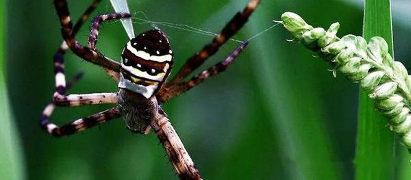 【动物界全系列】蛛形纲—蜘蛛目（二）：生活习性 - 知乎