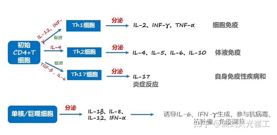 细胞因子检测产品之——临床常用细胞因子 - 知乎