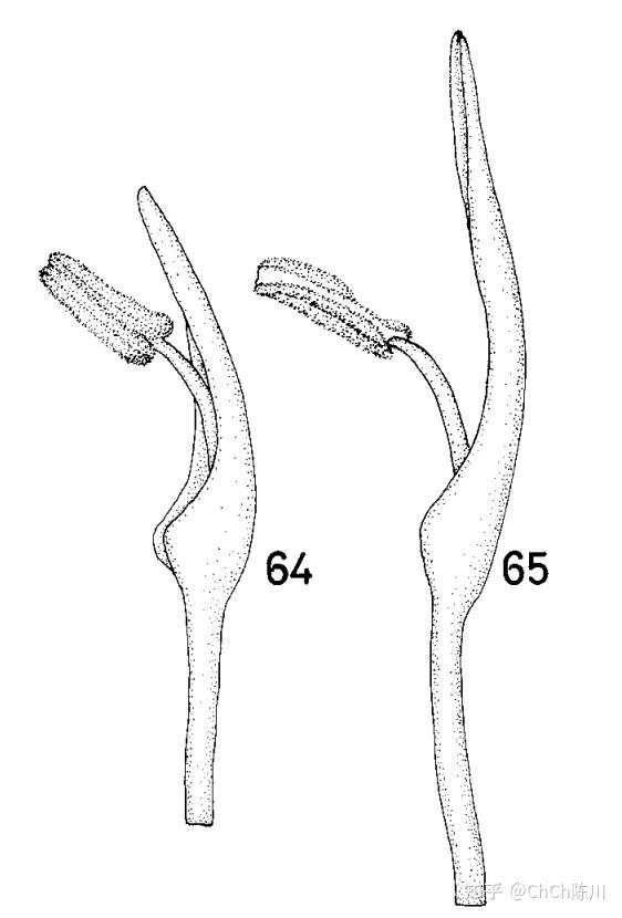 多肉植物全图鉴17：秋水仙科（Colchicaceae），秋水仙属（Colchicum） 原始种A-H - 知乎