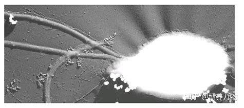 网鞭虫门Telonemⅰa ：形态特征最原始的色藻，却身世成谜 - 知乎