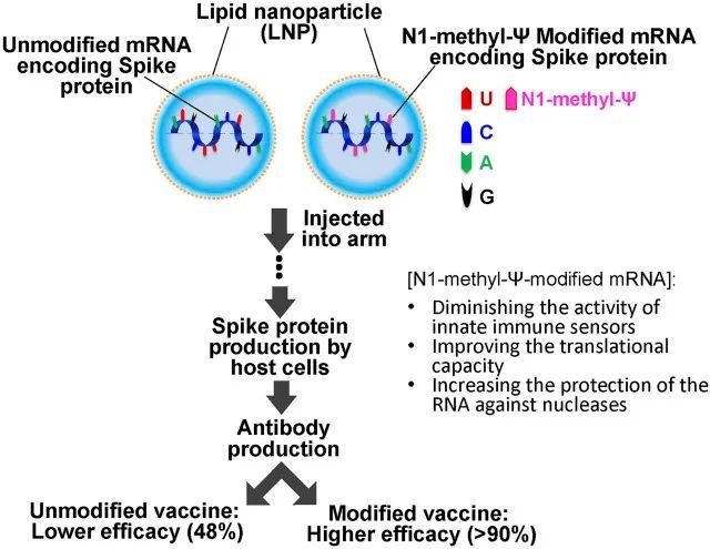 聚焦mRNA丨申基自研“修饰核苷酸系列”上新，助力mRNA疫苗研发！ - 知乎