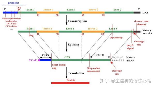 基因序列中的一些名词区别（CDS、Exon、Intron、UTR、ORF、启动子、TF等） - 知乎