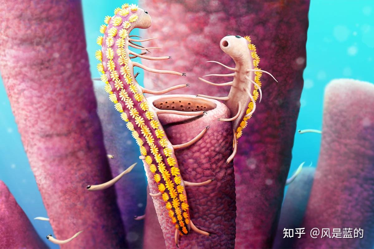 叶足动物门 Lobopodia的梳理 - 知乎