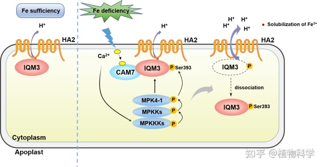 Plant Physiology | 中国农业大学韩振海/王忆团队揭示MPK调控苹果砧木耐缺铁胁迫的分子机制 - 知乎