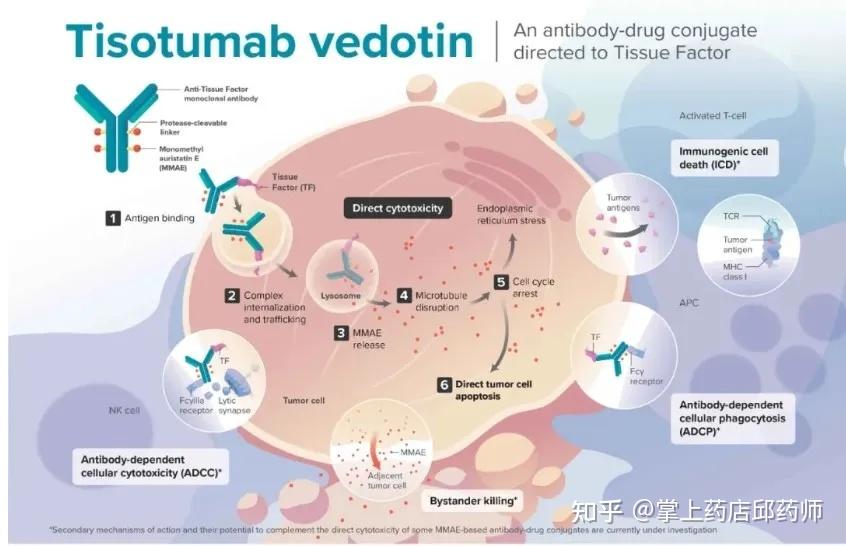 Telisotuzumab Vedotin（Teliso-V，ABBV-399）：肺癌c-Met过表达治疗新篇章 - 知乎