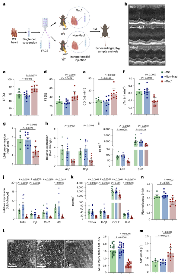 Nature Metabolism丨TREM2hi 驻留巨噬细胞通过维持心肌细胞稳态来保护脓毒症心肌损伤 - 知乎