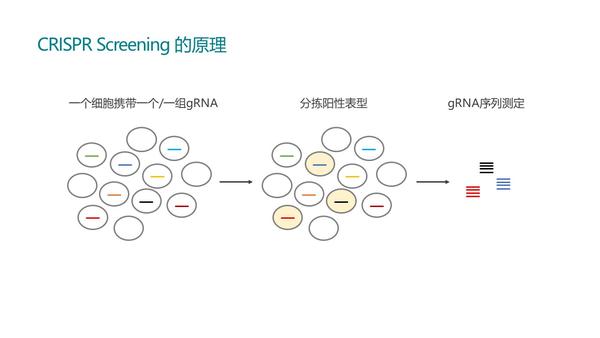 网络课程：CRISPR Screening 实验全攻略 - 知乎