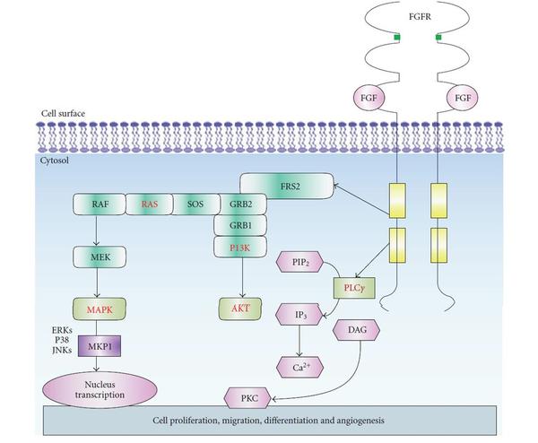 FGFR通路与肿瘤 - 知乎