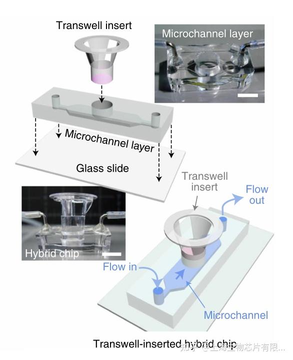 IF 13！Microfluidics-Transwell应用肠上皮三维形态发生的基础研究 - 知乎