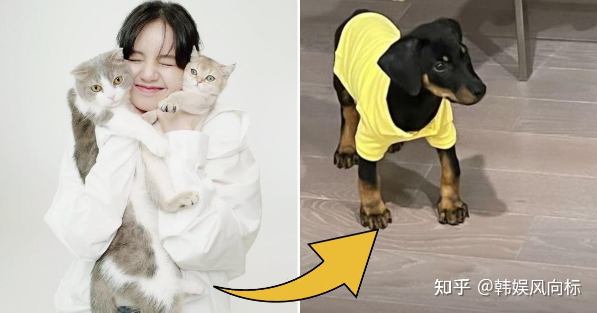 BLACKPINK Lisa晒照介绍新宠物狗，却遭到了网友的批评！ - 知乎