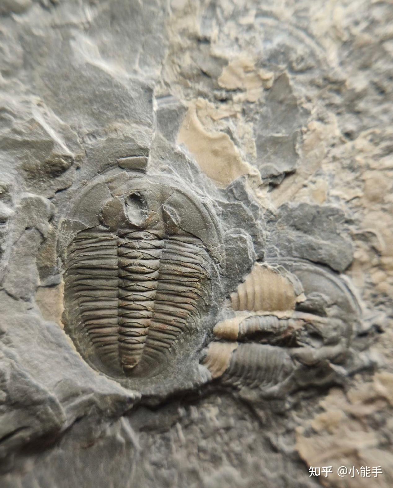 【三叶虫分类科普 1/ N 】褶颊虫目 - Ptychopariida - 知乎