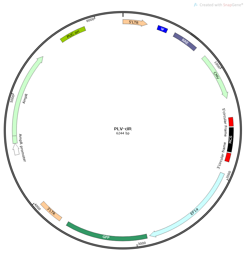 cirRNA过表达及干扰载体设计与构建 - 知乎