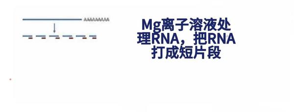 RNA-seq建库原理与方法 - 知乎