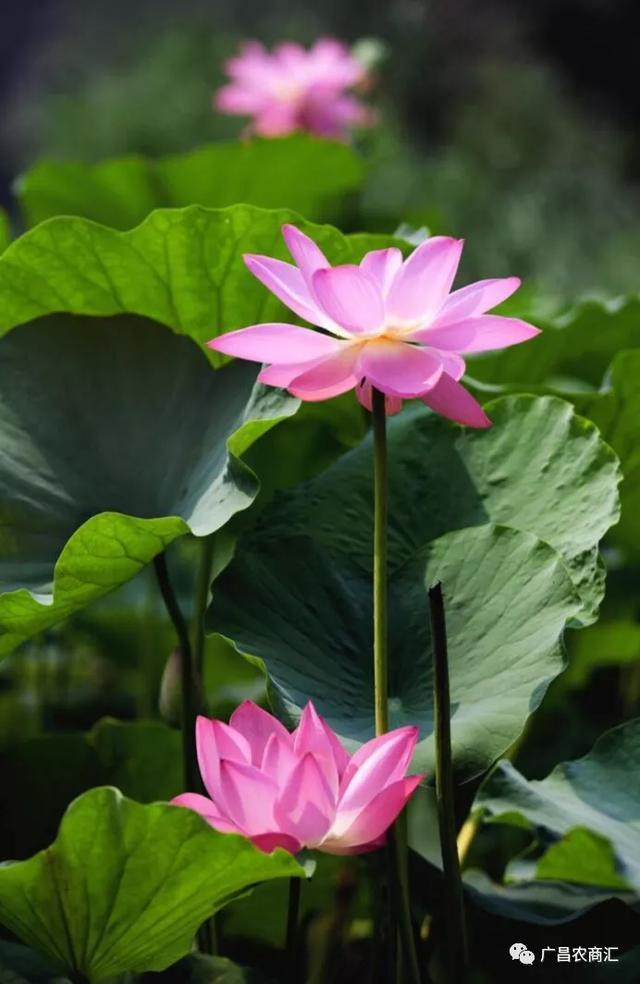 荷花与莲花的区别 - 知乎