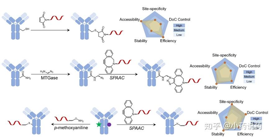 抗体寡核苷酸偶联药物（AOC）的精确控制偶联方法 - 知乎