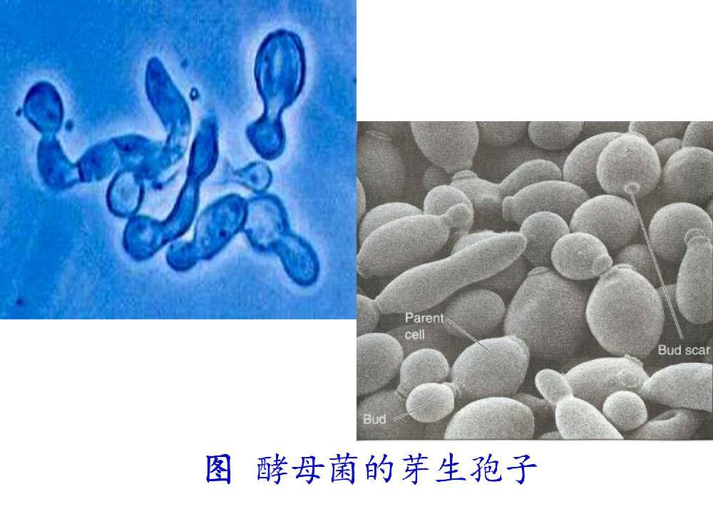环境微生物之真菌 - 知乎