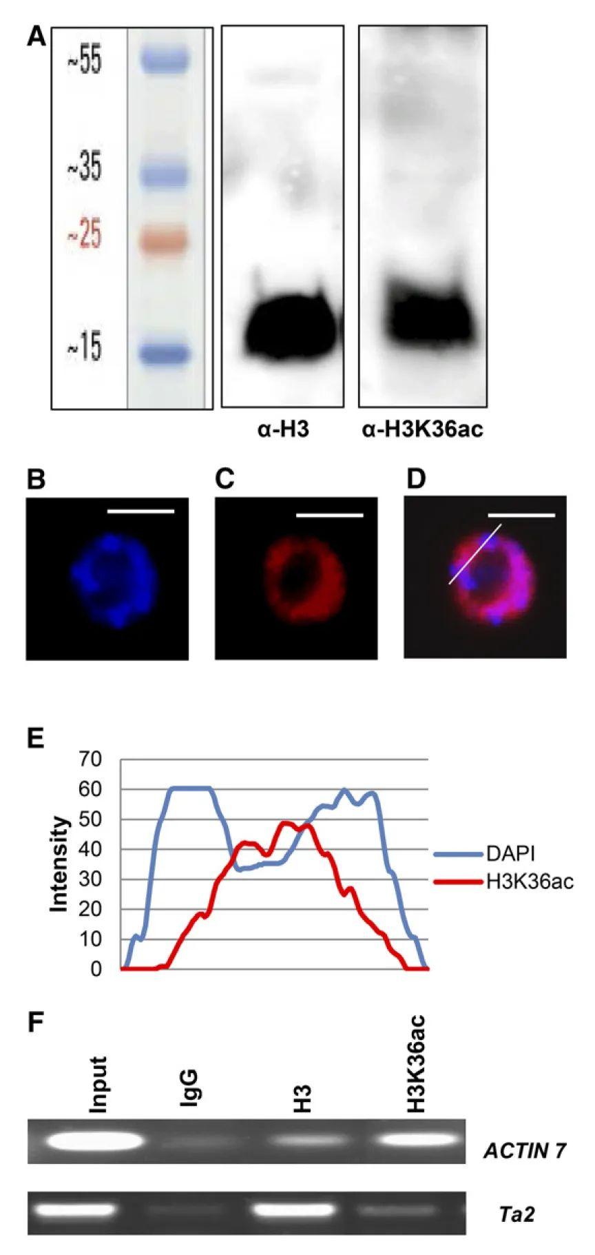 解析表观遗传学的工具——ChIP-seq（二） - 知乎