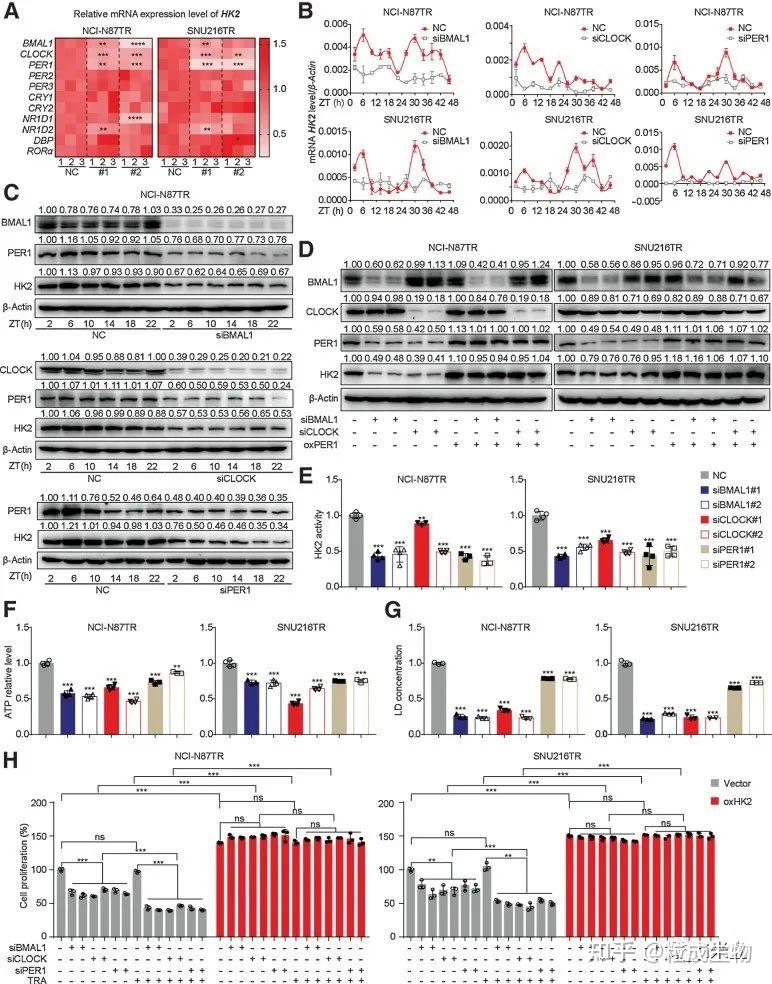 IF=13.312｜吃药还要看时间？PER1-HK2轴干扰昼夜节律逆转胃癌曲妥珠单抗耐药 - 知乎