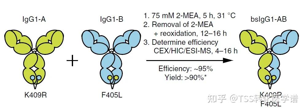 【Front. Immunol.】双特异性抗体超详细的分类及形式 - 知乎