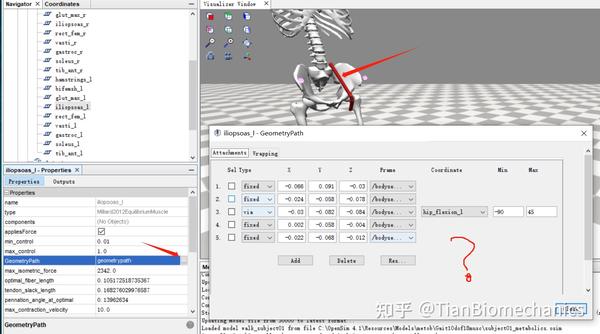 Opensim 进阶教程-降低代谢成本的仿真设计 - 知乎