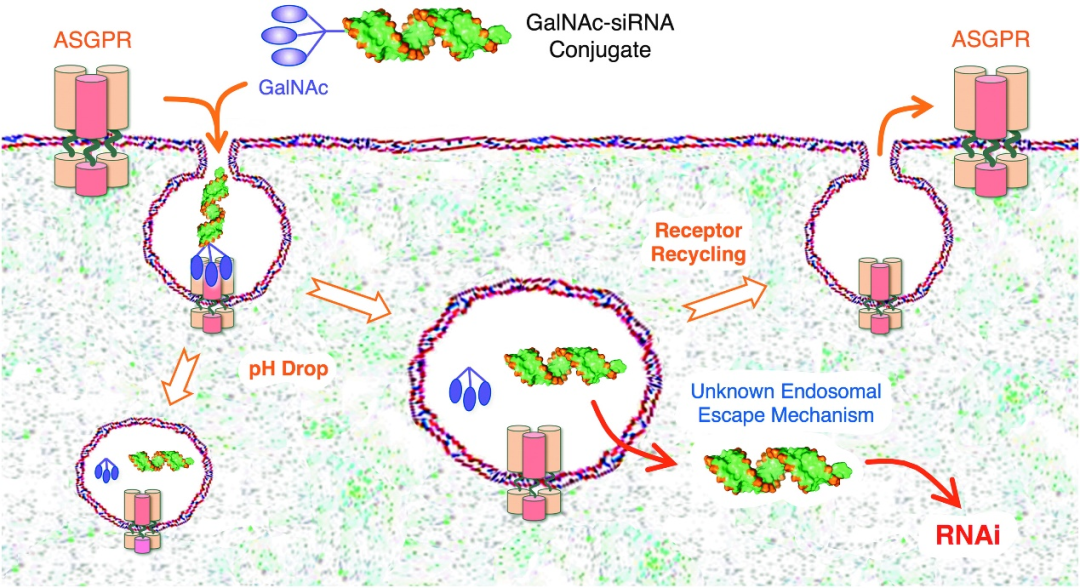 DMPK系列 | 上市siRNA药物ADME研究概况及数据解读 - 知乎