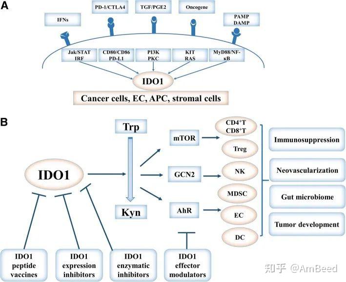 【AmBeed聚焦】IDO的作用机制 - 知乎