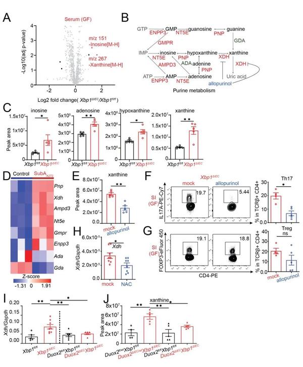 Immunity︱哈佛医学院段金志等揭示肠上皮细胞通过上调内质网应激促进Th17细胞的分化的机理 - 知乎
