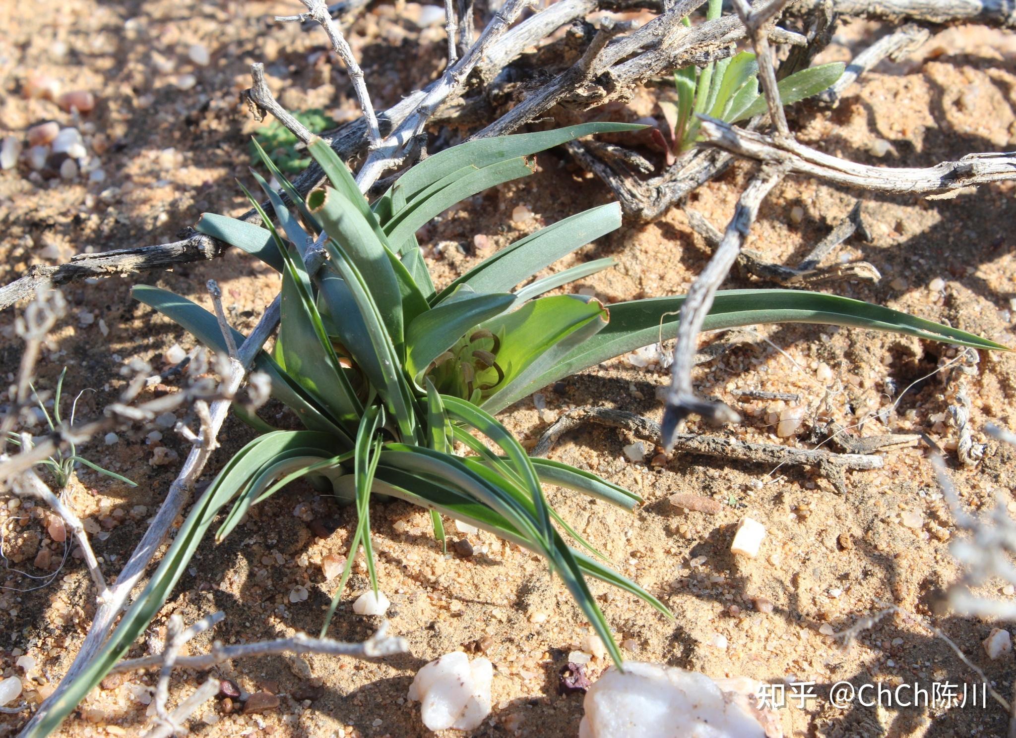 多肉植物全图鉴17：秋水仙科（Colchicaceae），秋水仙属（Colchicum） 原始种A-H - 知乎