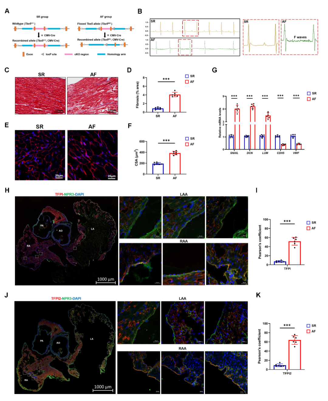 项目文章丨单细胞转录组测序揭示房颤左心耳血栓易感性形成机制 - 知乎