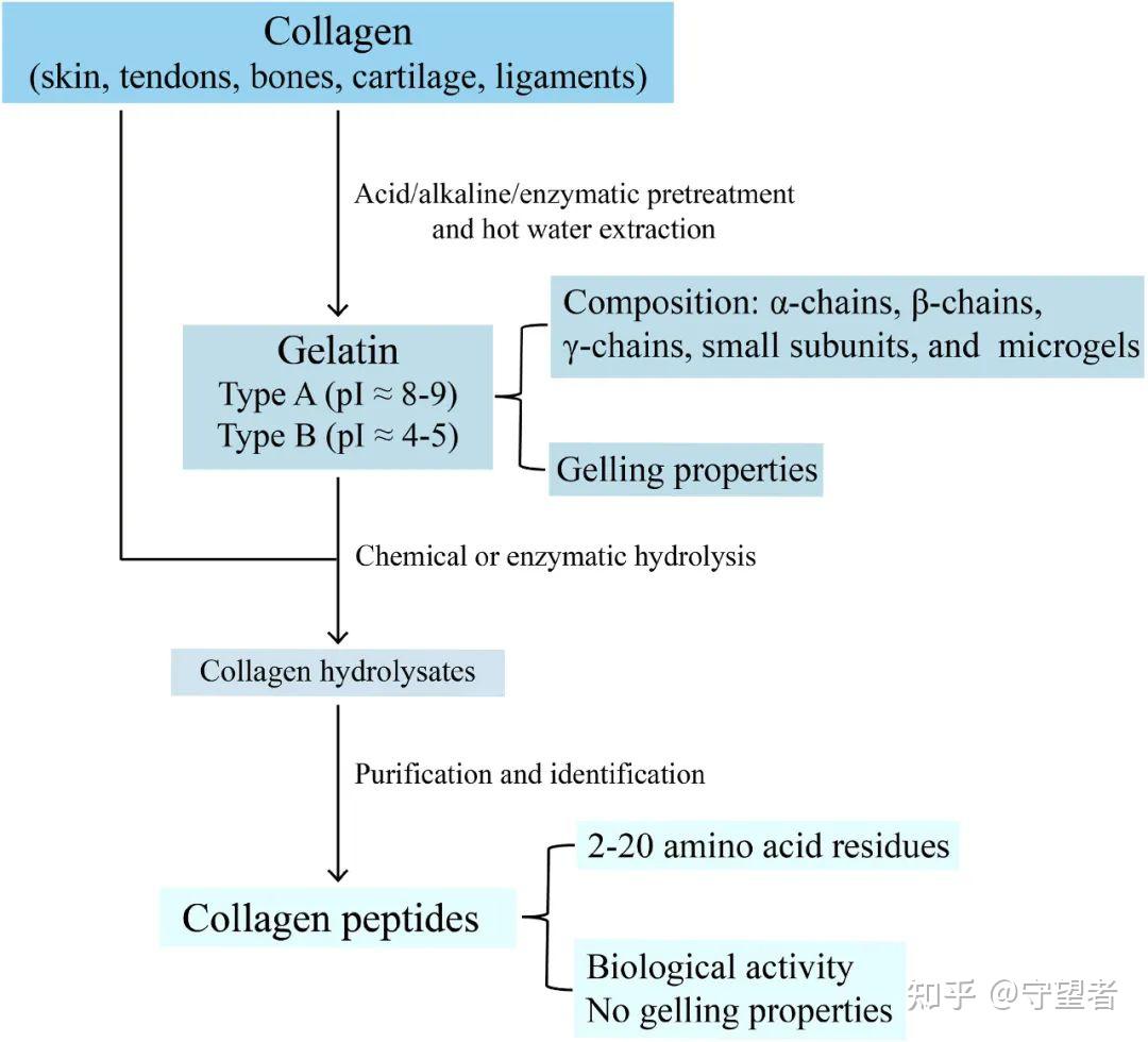 FH期刊综述：胶原蛋白及其衍生物：从结构和性质到其在食品工业中的应用 - 知乎
