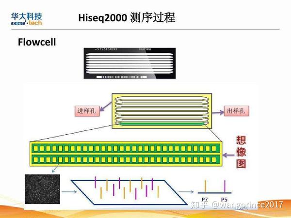 illumina 双端测序（pair end） - 知乎