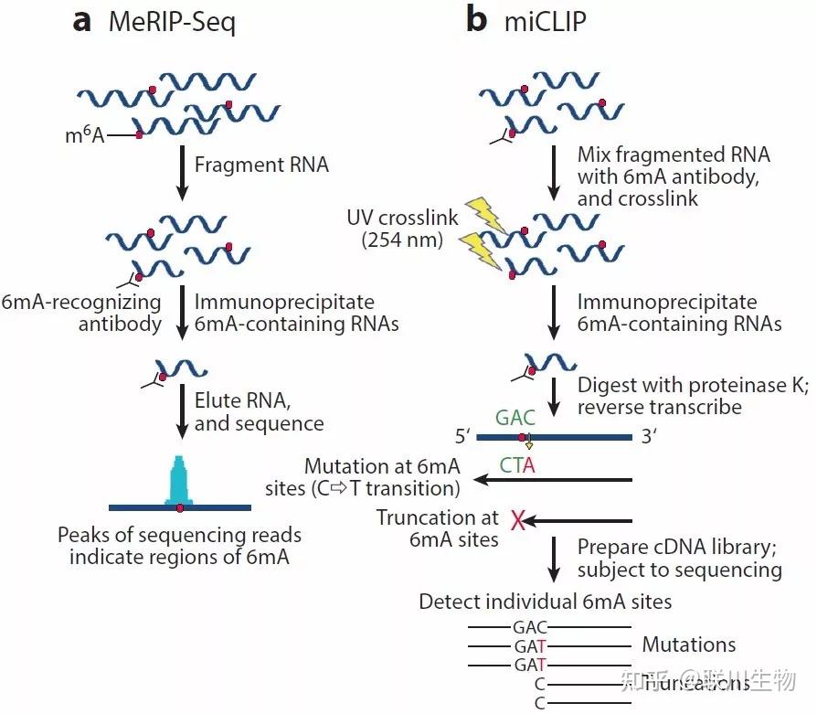 m6A甲基化检测方法及优劣势盘点 | m6A专题 - 知乎